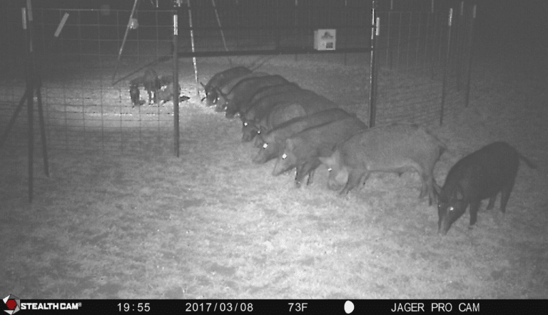 Hog Trapping - Trap & Gate Selection - JAGER PRO Store